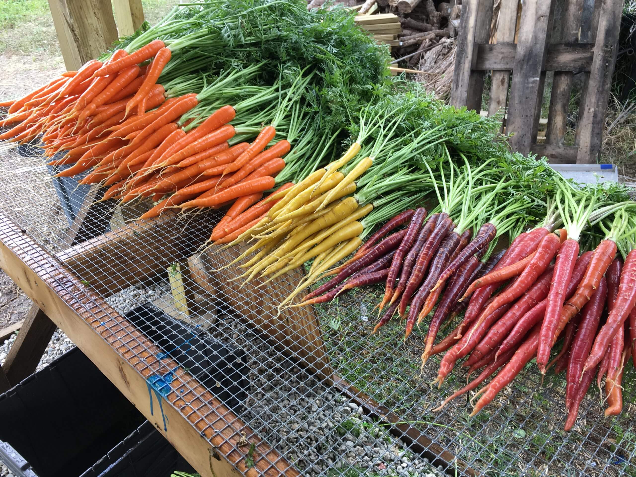 Weekly Produce Club - CSA Membership - Holman's Harvest